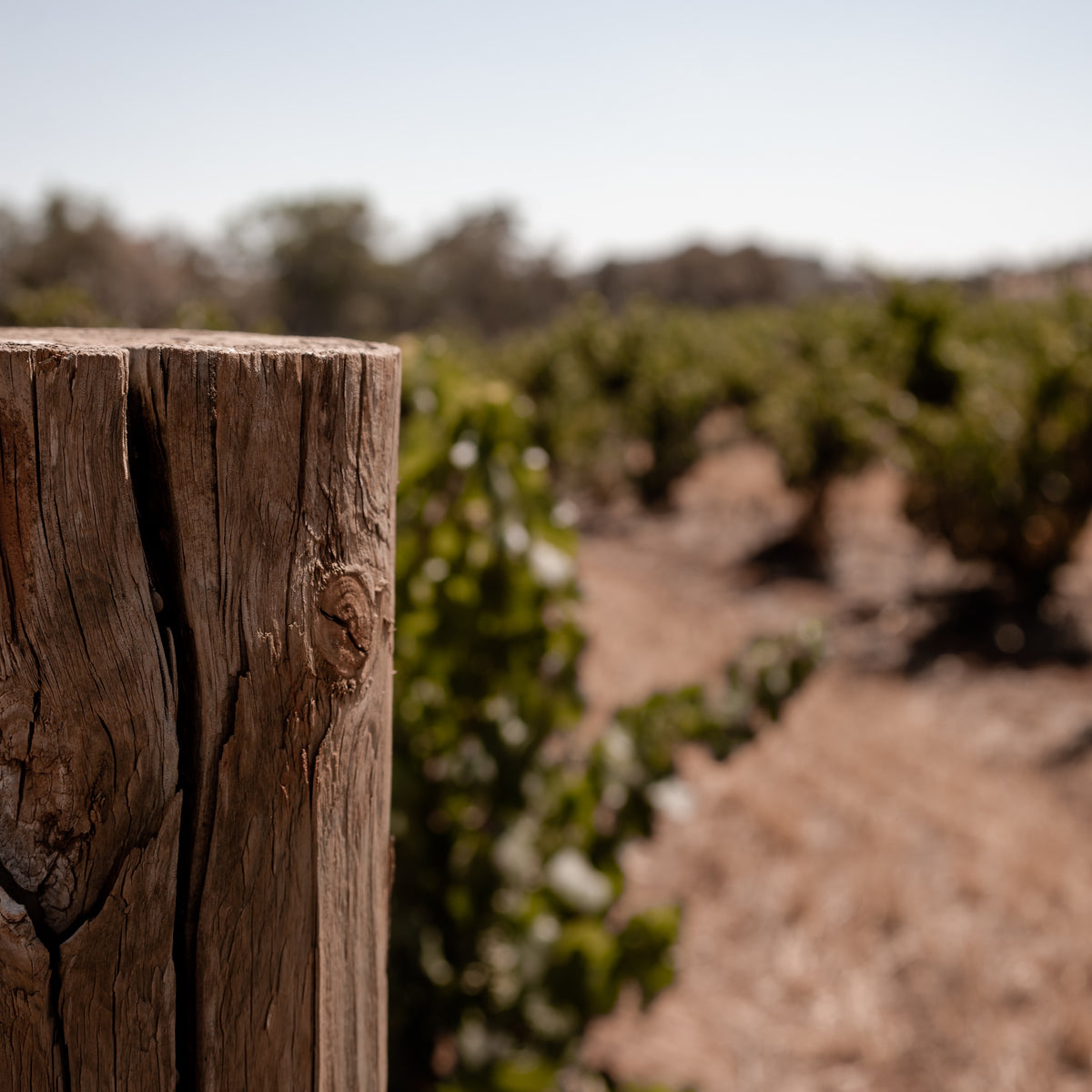 A Legend in Australian Winemaking - Peter Lehmann | Your Wines Blog
