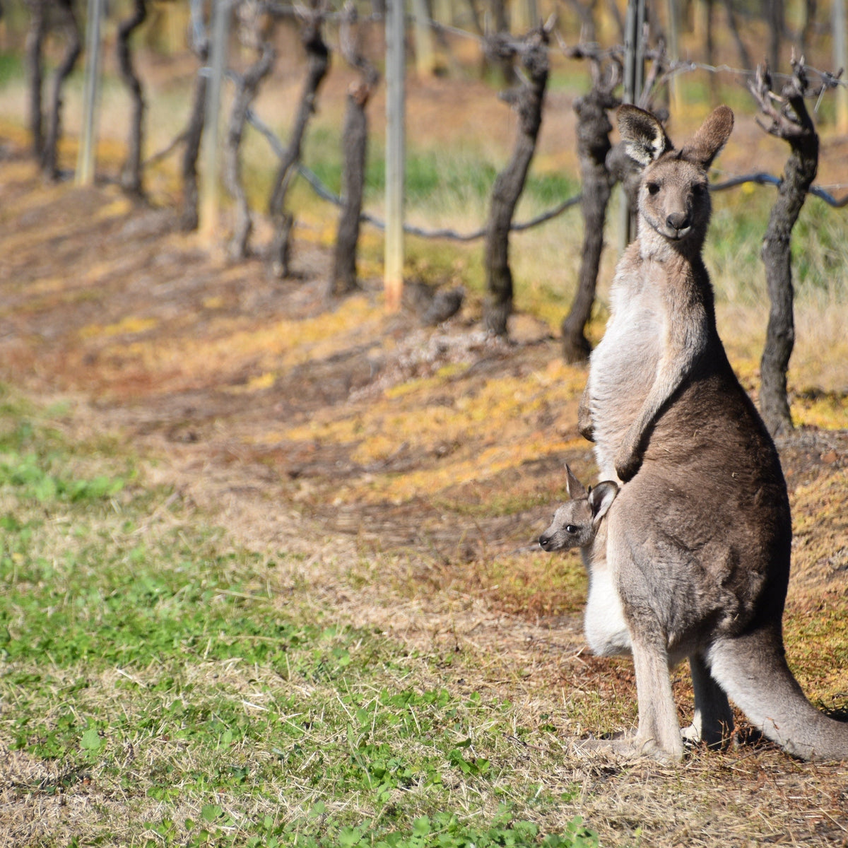 Pinot Palooza: A Stroll Through Australia's Pinot Noir Paradises – Your ...